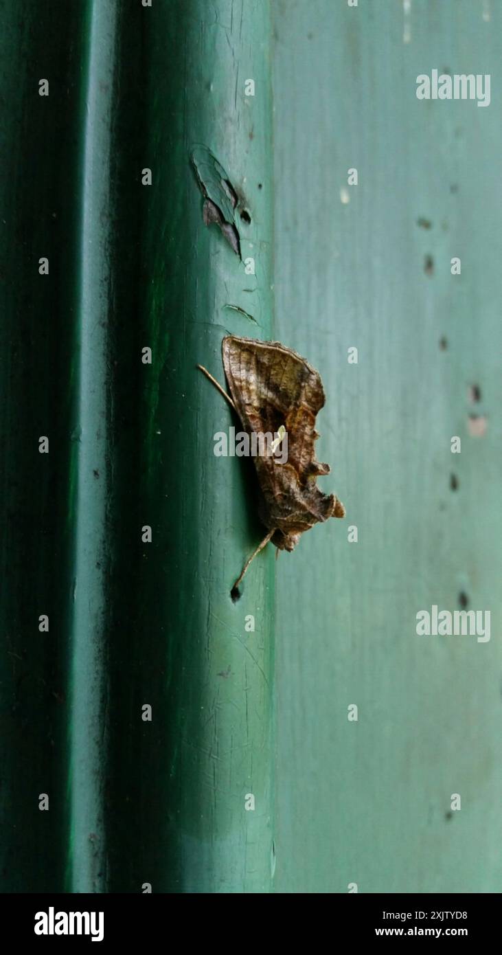 Common Looper Moth (Autographa precationis) Insecta Stock Photo - Alamy
