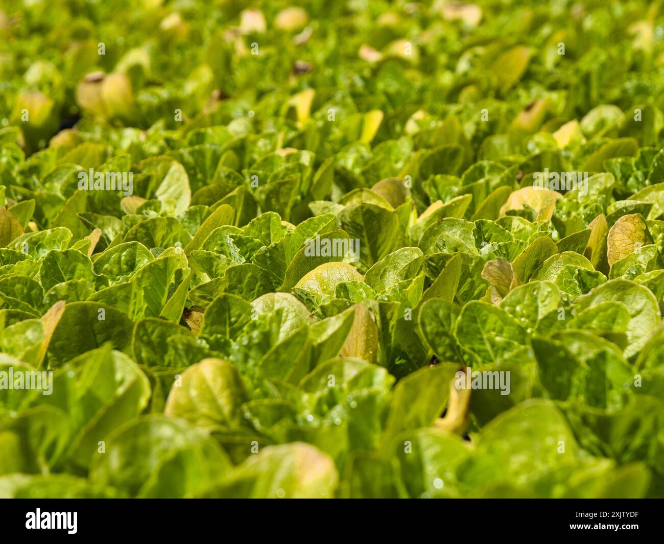 Densely packed green leaves, with central focus and fore and background ...
