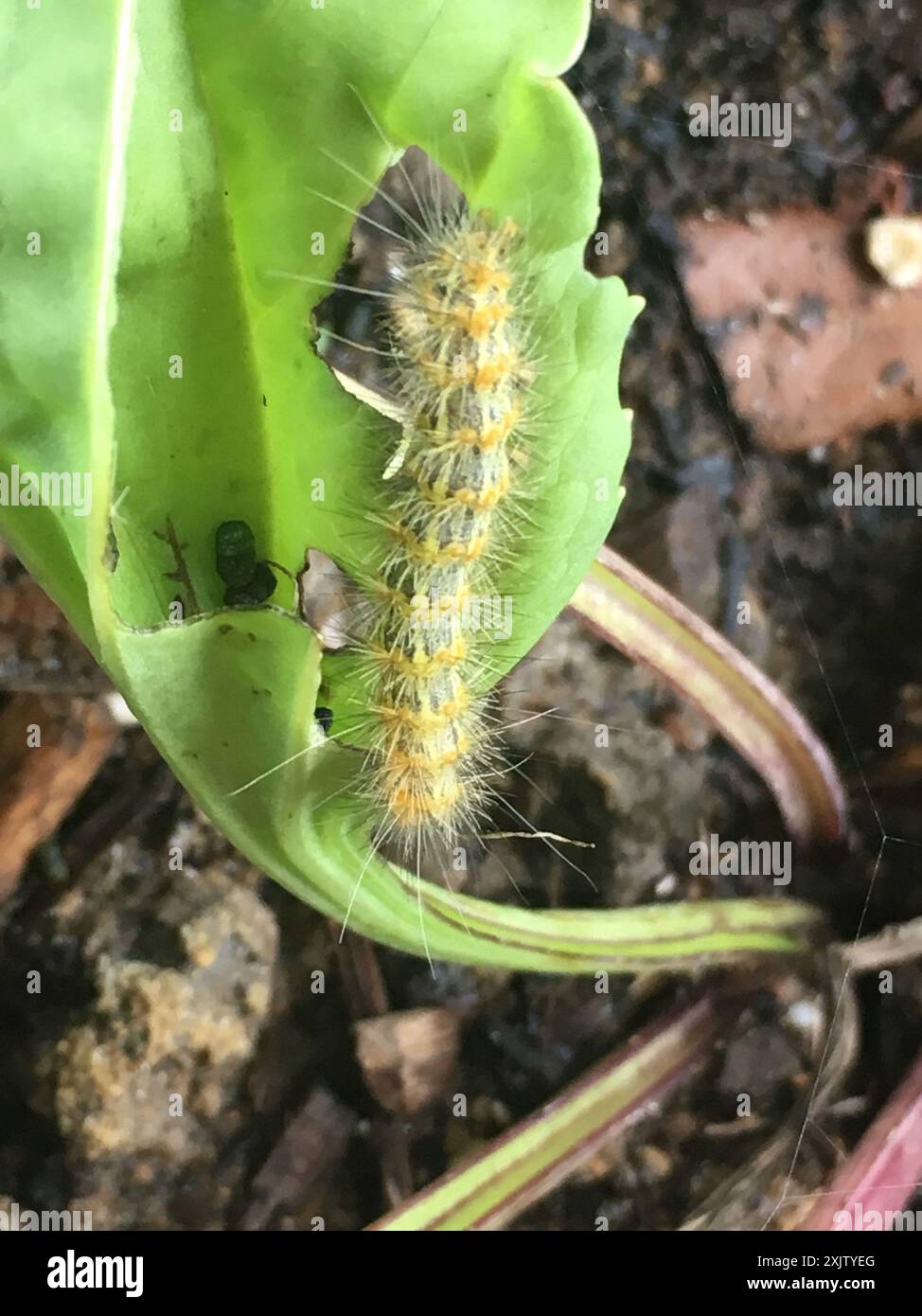 Salt Marsh Moth (Estigmene acrea) Insecta Stock Photo - Alamy