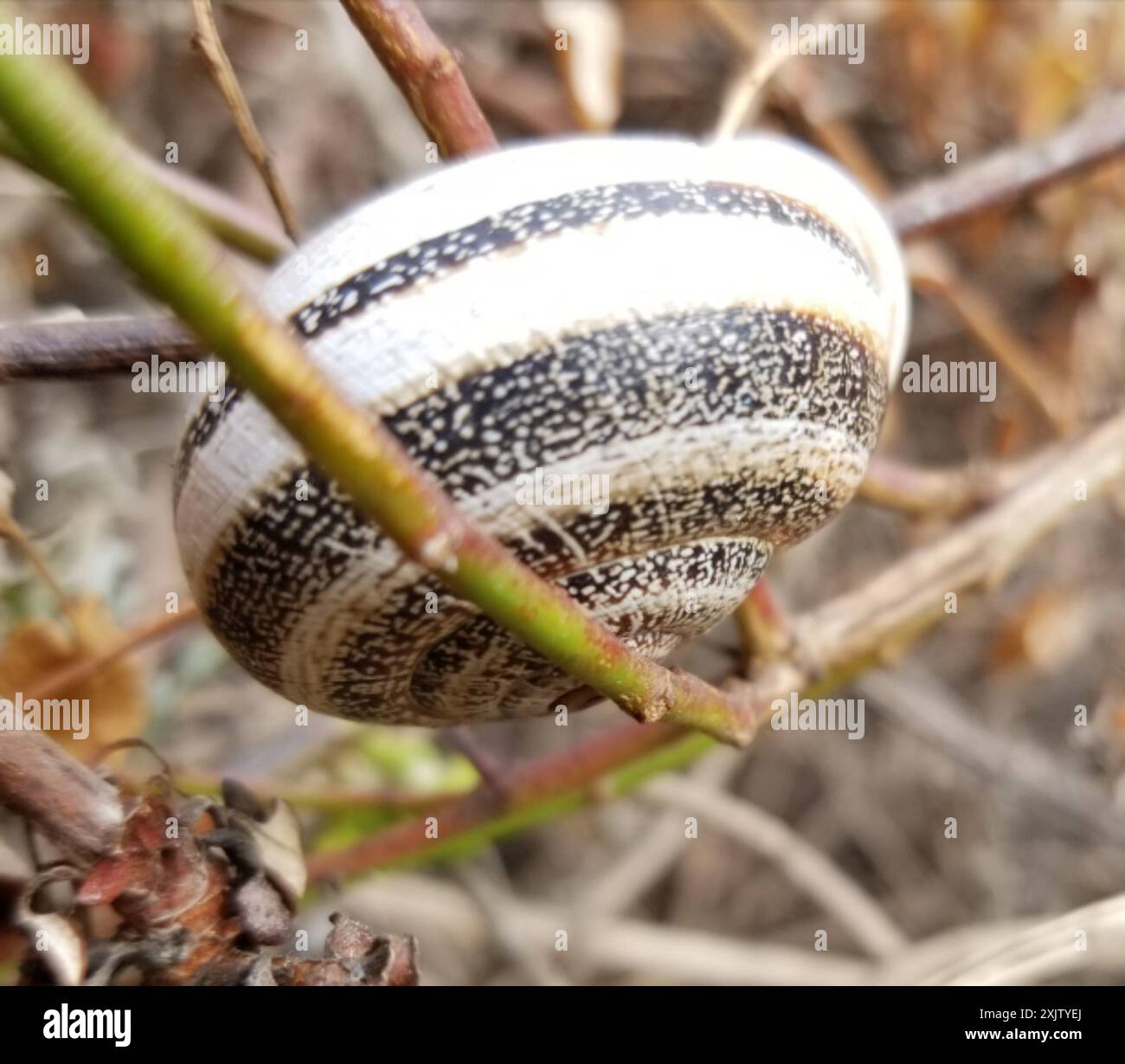 Milk Snail (Otala lactea) Mollusca Stock Photo - Alamy