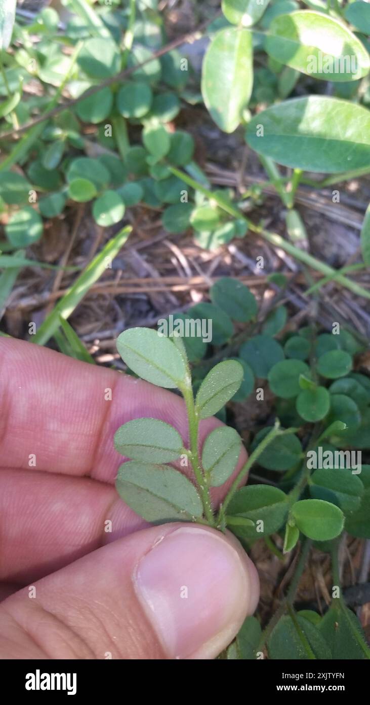 Rabbitbells (Crotalaria rotundifolia) Plantae Stock Photo - Alamy