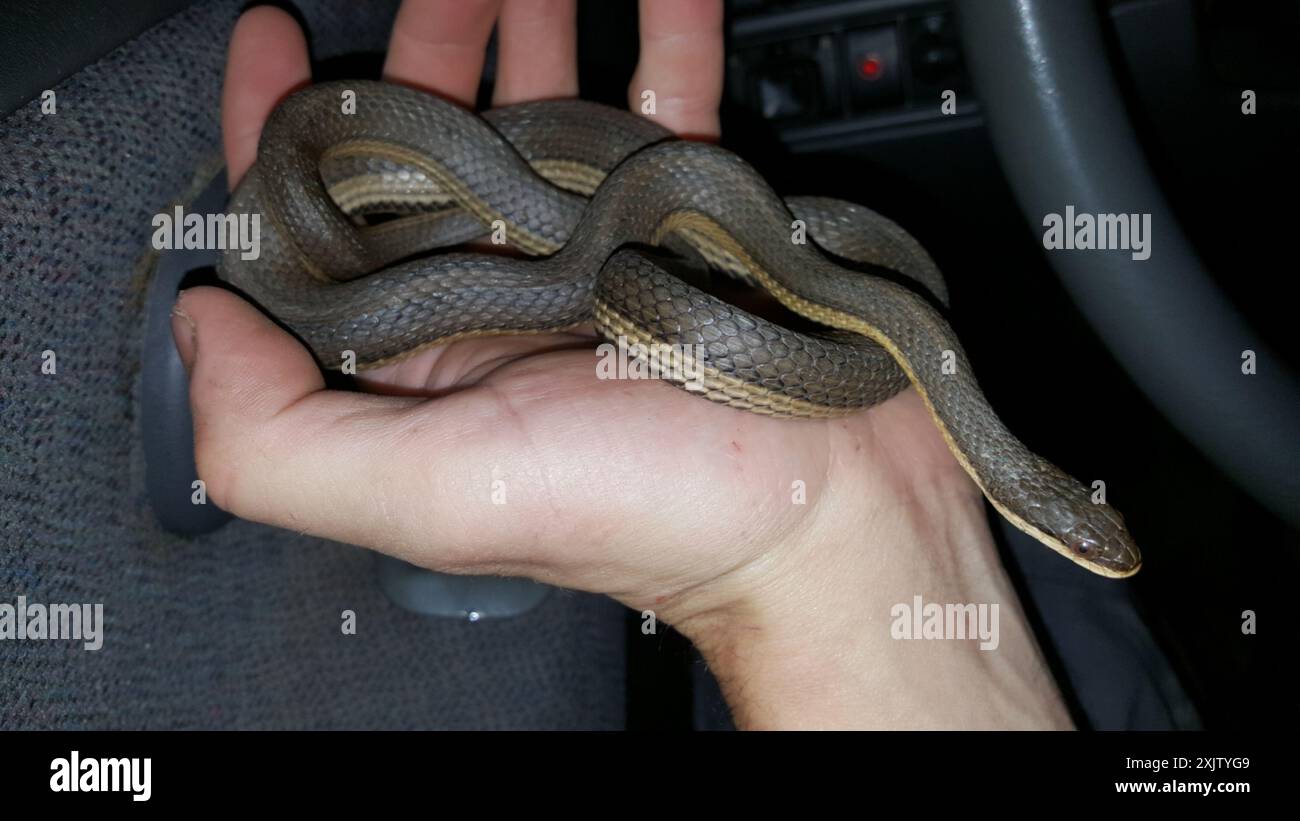 Crayfish snake hi-res stock photography and images - Alamy