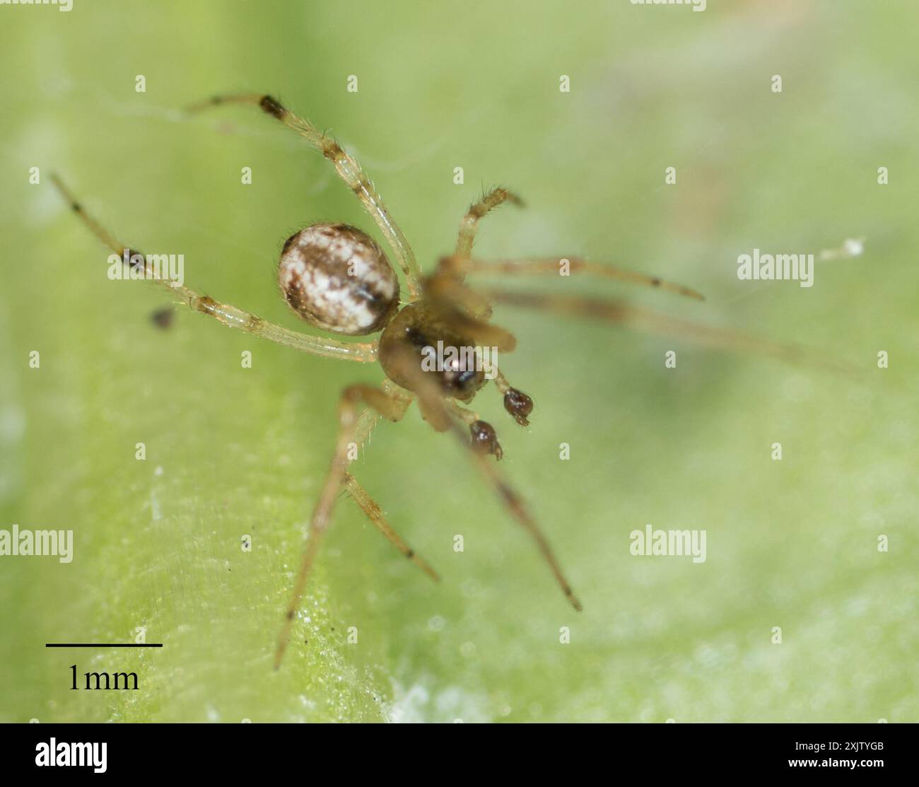 Comb-footed Spiders (Theridiidae) Arachnida Stock Photo - Alamy