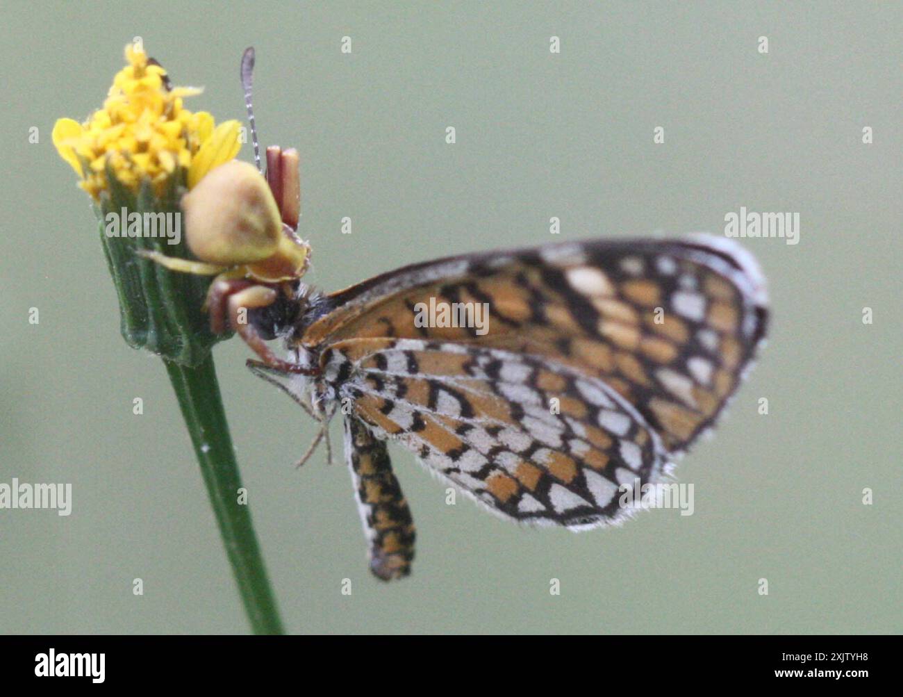 White-banded Crab Spider (Misumenoides formosipes) Arachnida Stock ...