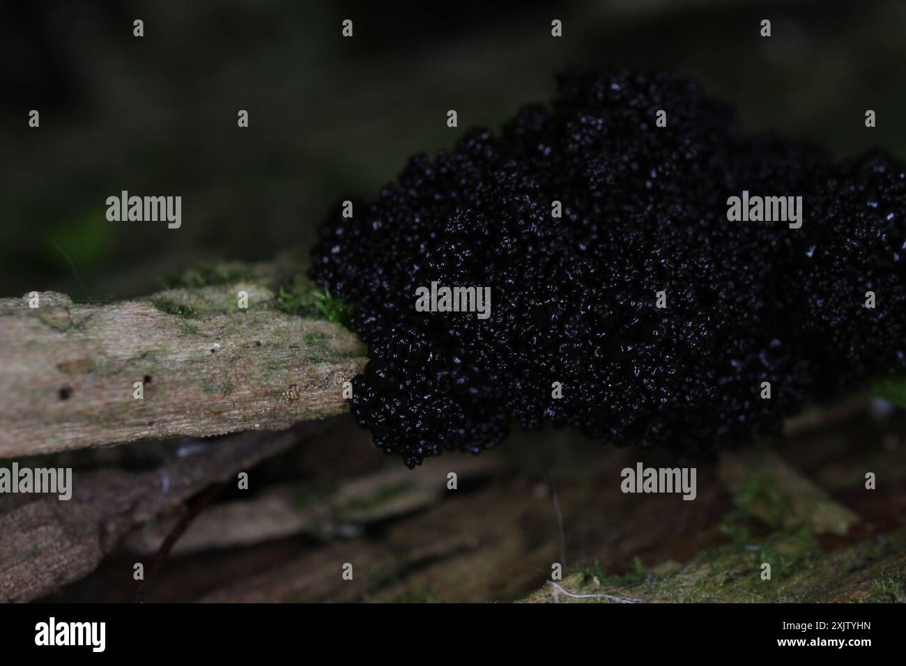 true slime molds (Myxomycetes) Protozoa Stock Photo - Alamy