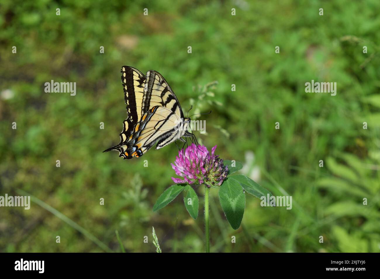 Canadian Tiger Swallowtail (Papilio canadensis) Insecta Stock Photo - Alamy