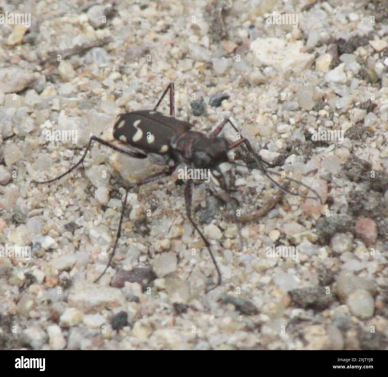 Western Red-bellied Tiger Beetle (Cicindela sedecimpunctata) Insecta ...
