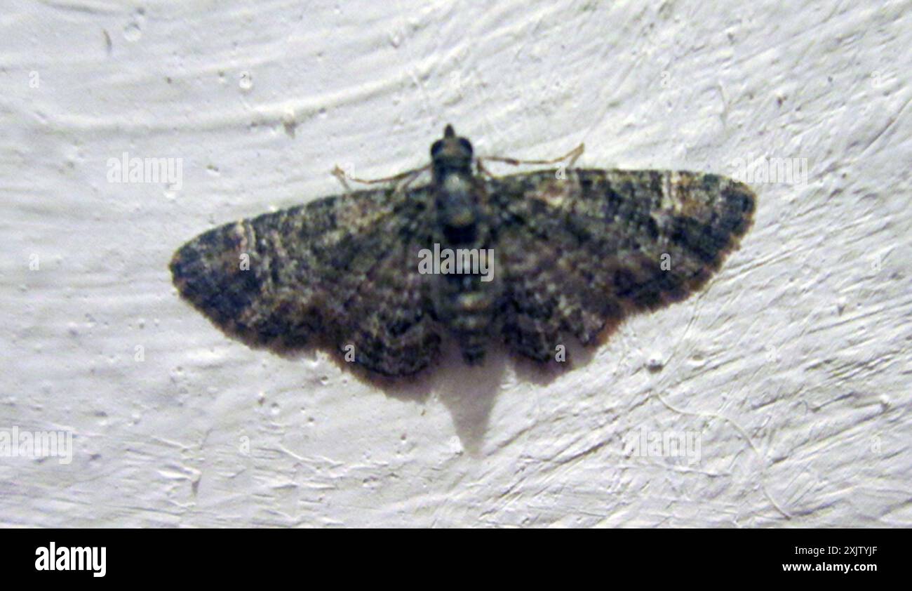 Geometer Moths (Geometridae) Insecta Stock Photo - Alamy