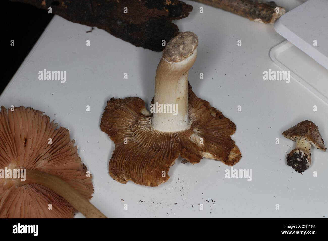 bulbous fibrecap (Inocybe napipes) Fungi Stock Photo - Alamy