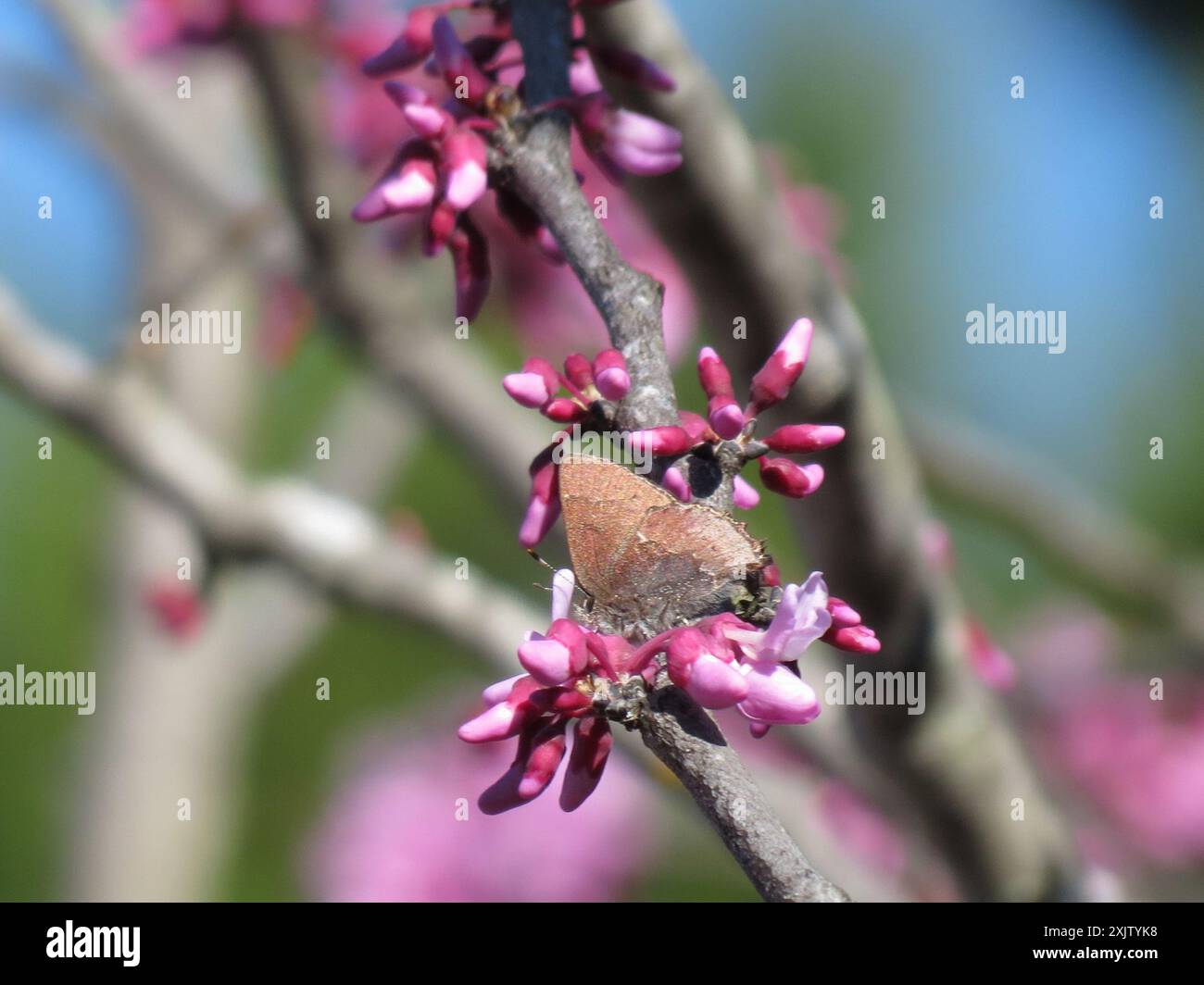Texas redbud (Cercis canadensis texensis) Plantae Stock Photo - Alamy