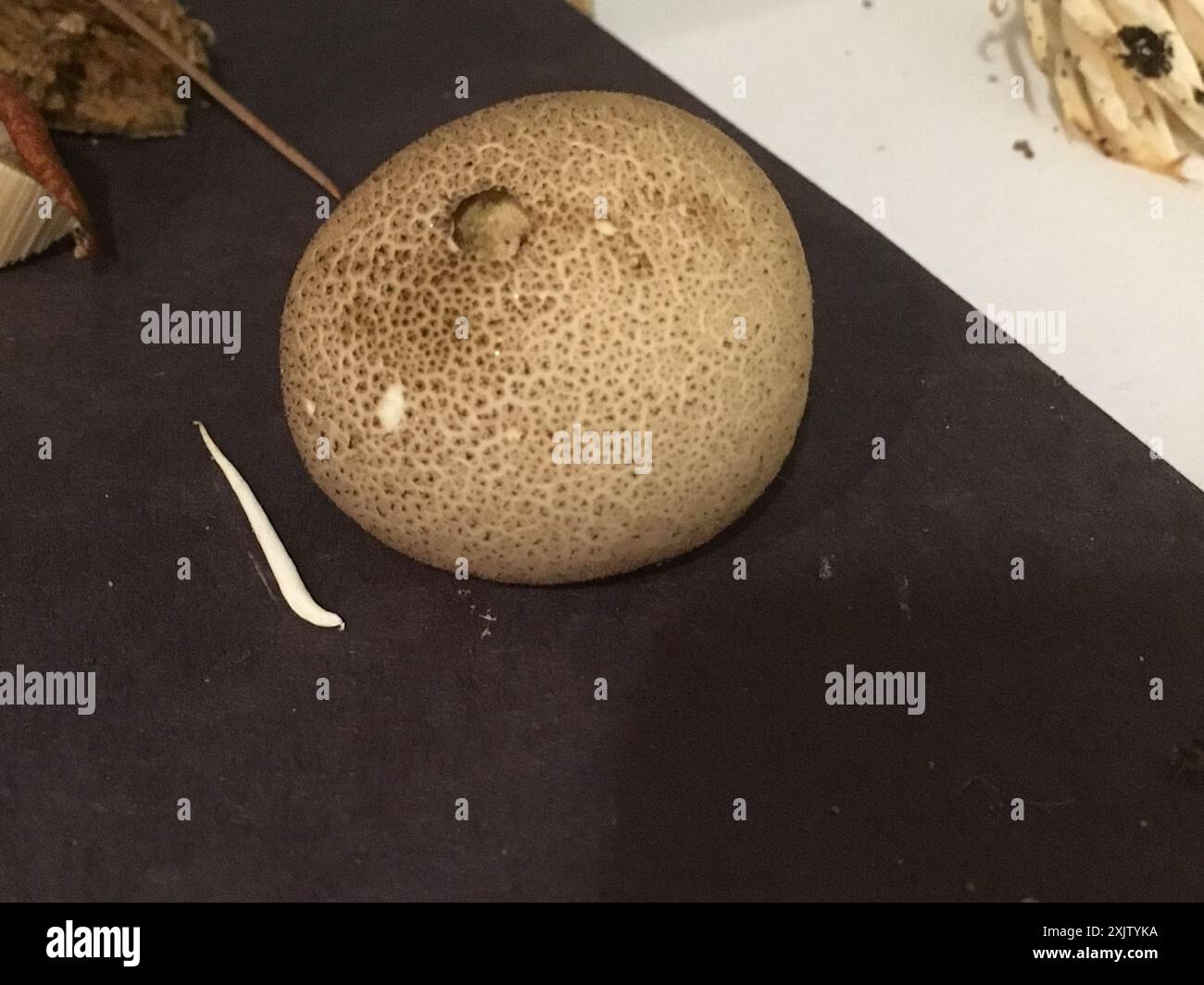 Pear-shaped Puffball (Apioperdon pyriforme) Fungi Stock Photo - Alamy