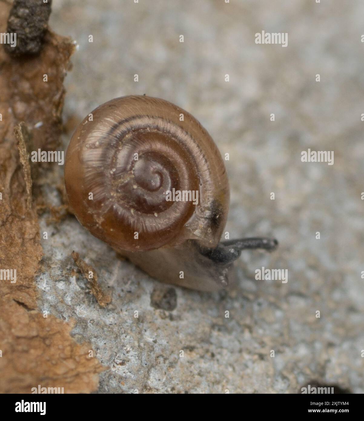 Typical Glass Snails (Oxychilus) Mollusca Stock Photo - Alamy