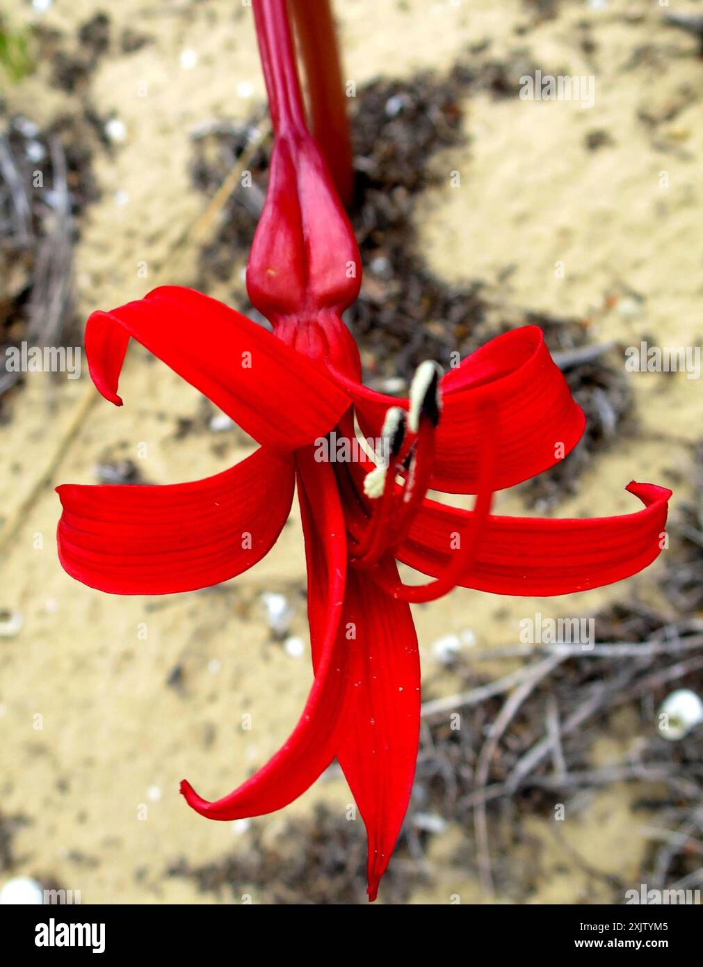 candelabra lily (Brunsvigia orientalis) Plantae Stock Photo - Alamy
