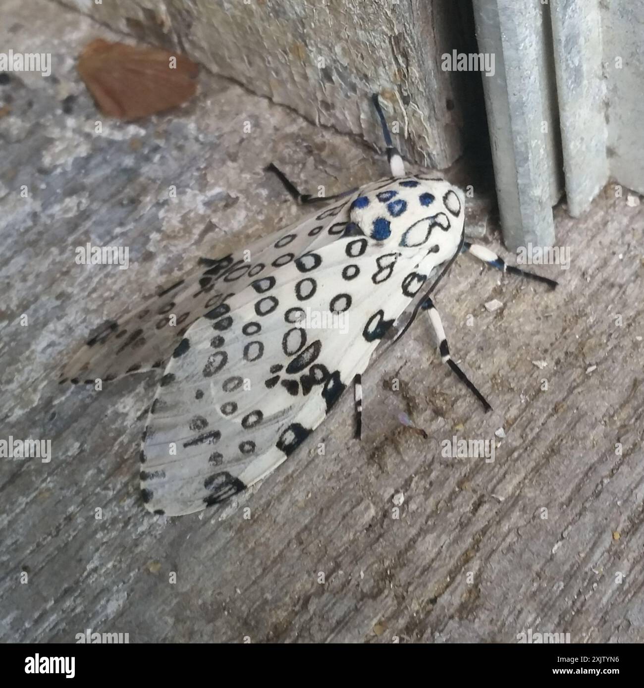 Giant Leopard Moth (Hypercompe scribonia) Insecta Stock Photo - Alamy