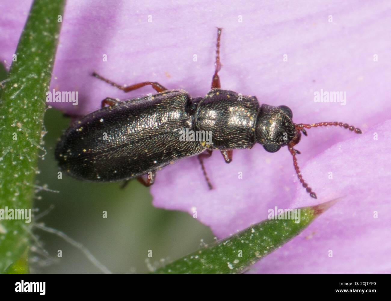 Convergent Lady Beetle (Hippodamia convergens) Insecta Stock Photo - Alamy