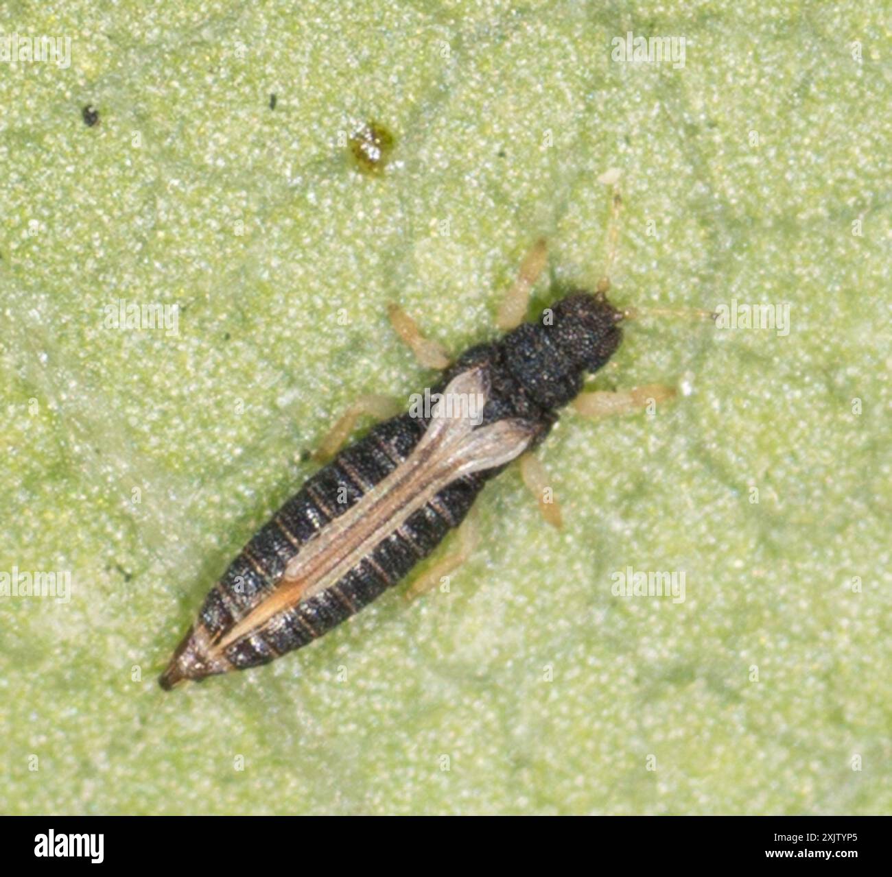 Greenhouse Thrips (Heliothrips haemorrhoidalis) Insecta Stock Photo - Alamy