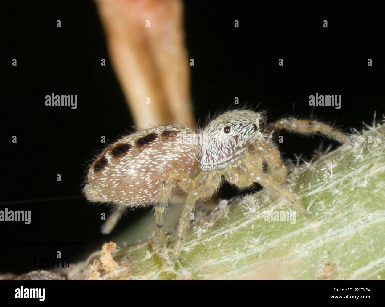 Jumping Spiders (Salticidae) Arachnida Stock Photo - Alamy
