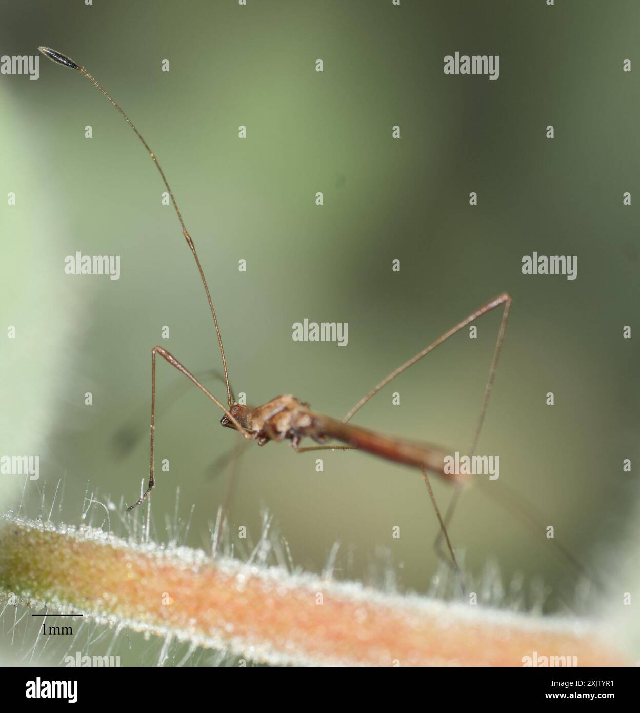 Stilt Bugs (Berytidae) Insecta Stock Photo - Alamy