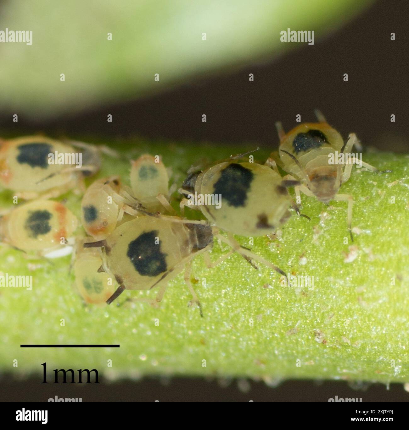 (Aphis pentstemonicola) Insecta Stock Photo - Alamy