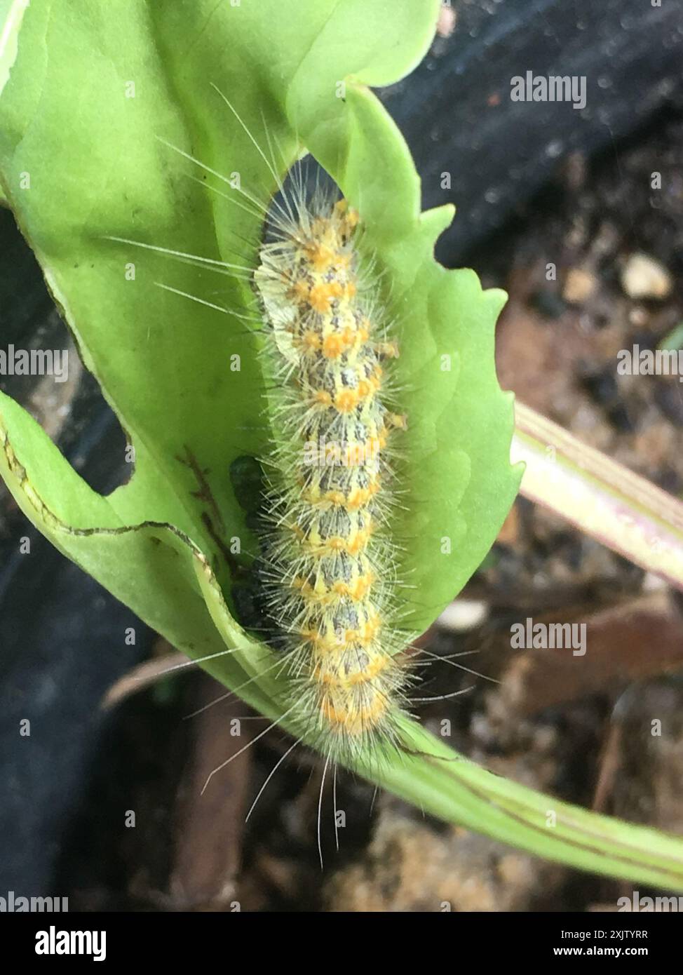 Salt Marsh Moth (Estigmene acrea) Insecta Stock Photo - Alamy