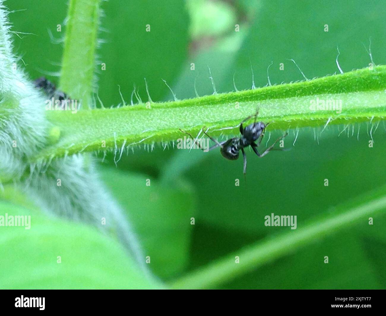 fusca-group Field Ants and Allies (Formica fusca) Insecta Stock Photo ...