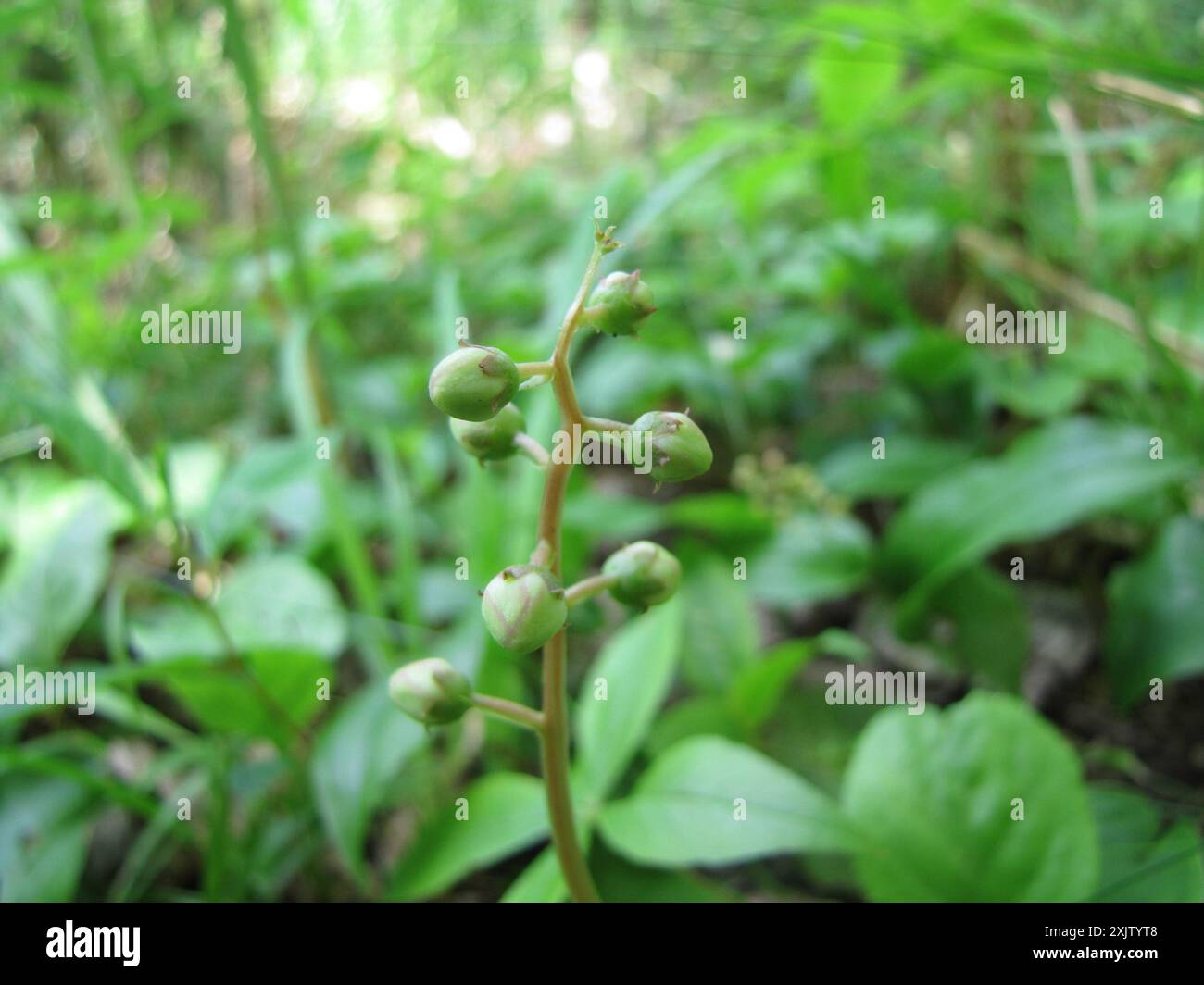 shinleaf (Pyrola elliptica) Plantae Stock Photo - Alamy