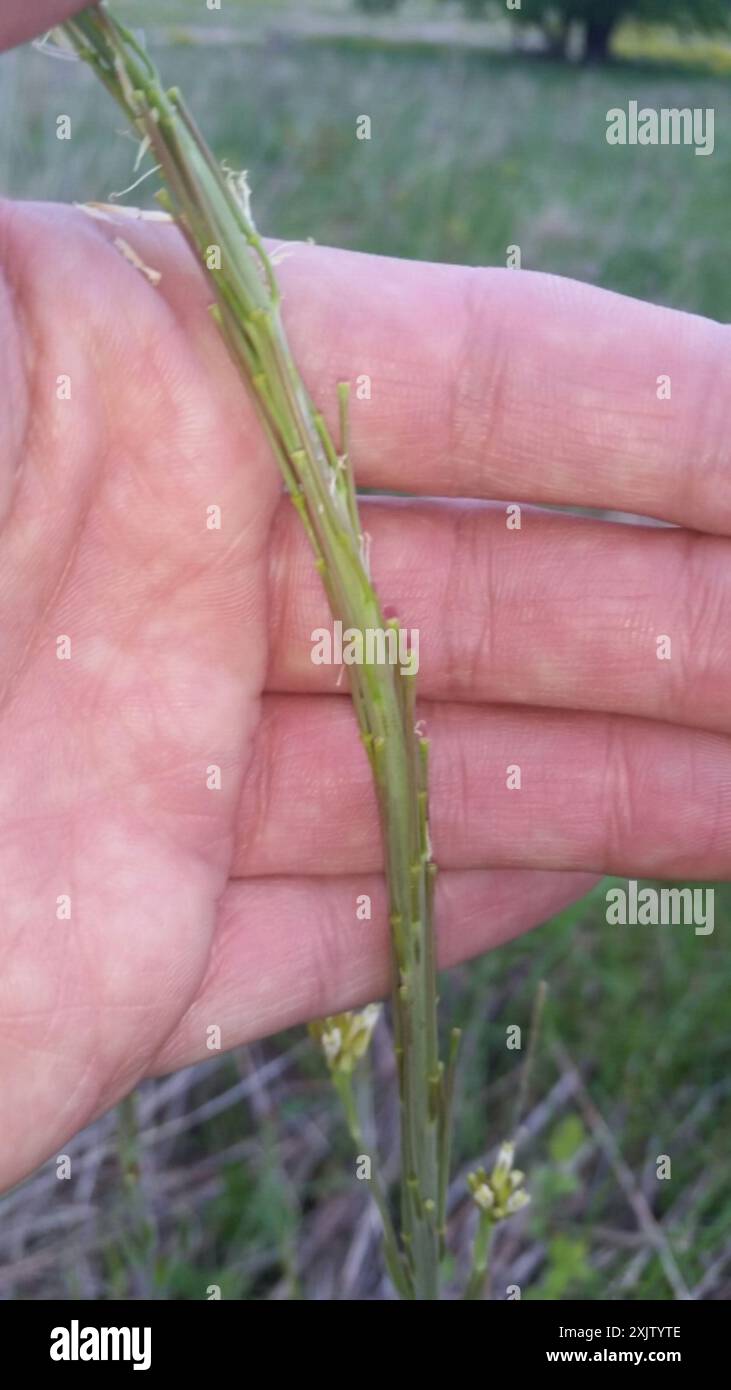 Tower Mustard (Turritis glabra) Plantae Stock Photo - Alamy
