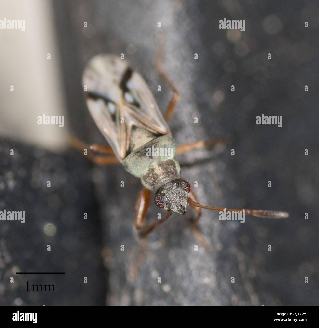 (Pseudopachybrachius vinctus) Insecta Stock Photo - Alamy