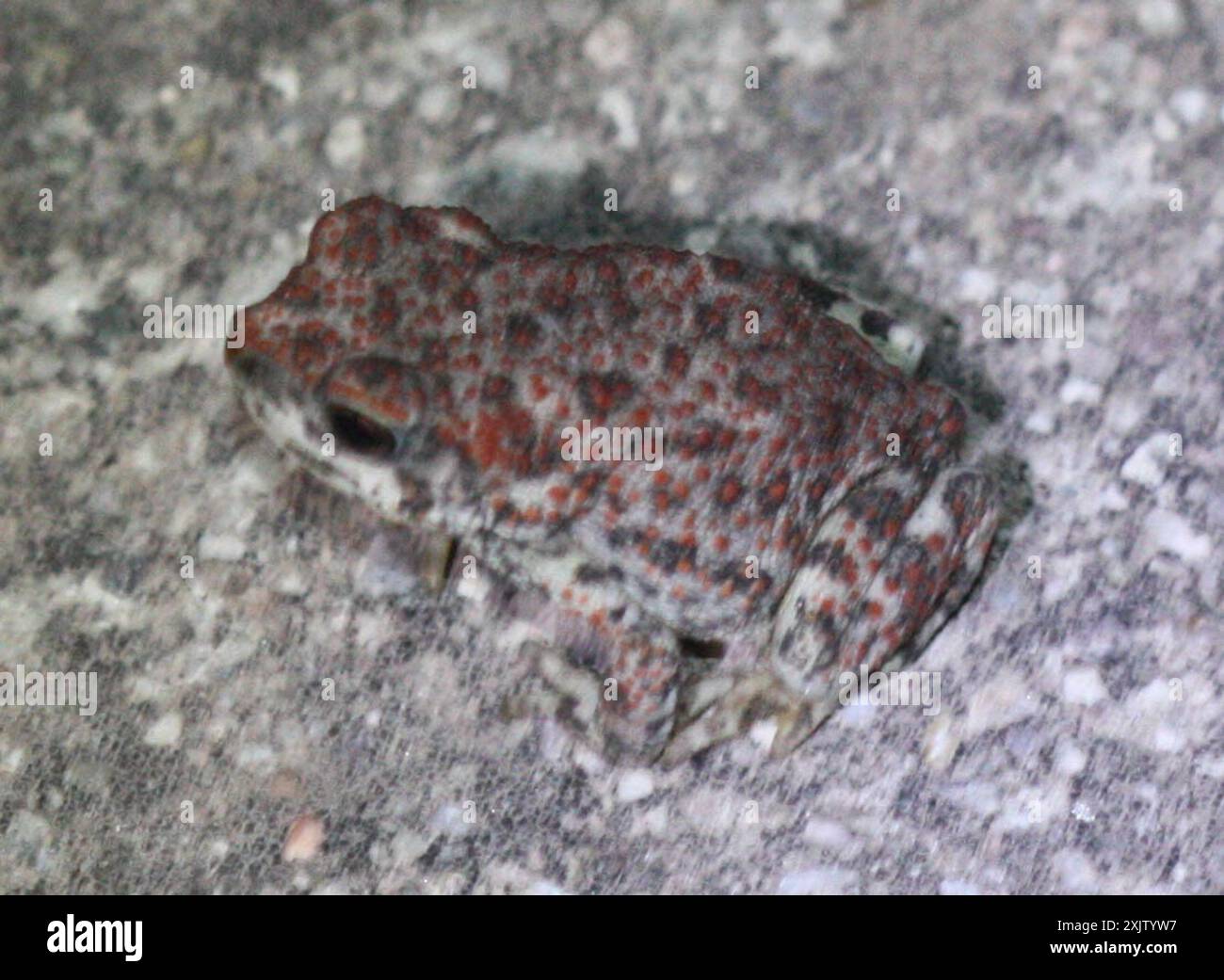 Red-spotted Toad (Anaxyrus punctatus) Amphibia Stock Photo - Alamy