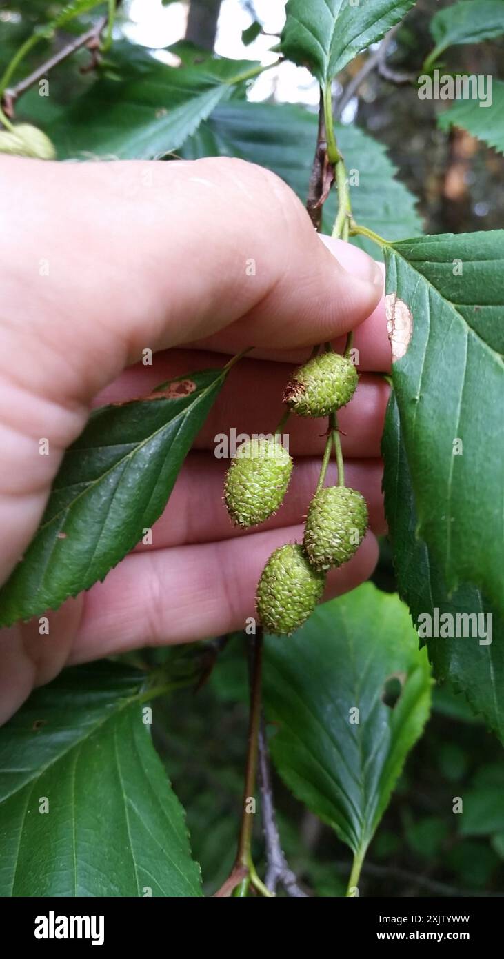 green alder (Alnus alnobetula) Plantae Stock Photo - Alamy