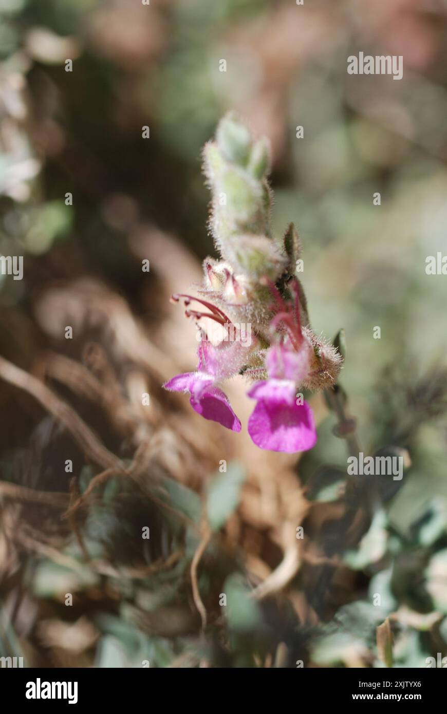 Cat thyme teucrium marum hi-res stock photography and images - Alamy