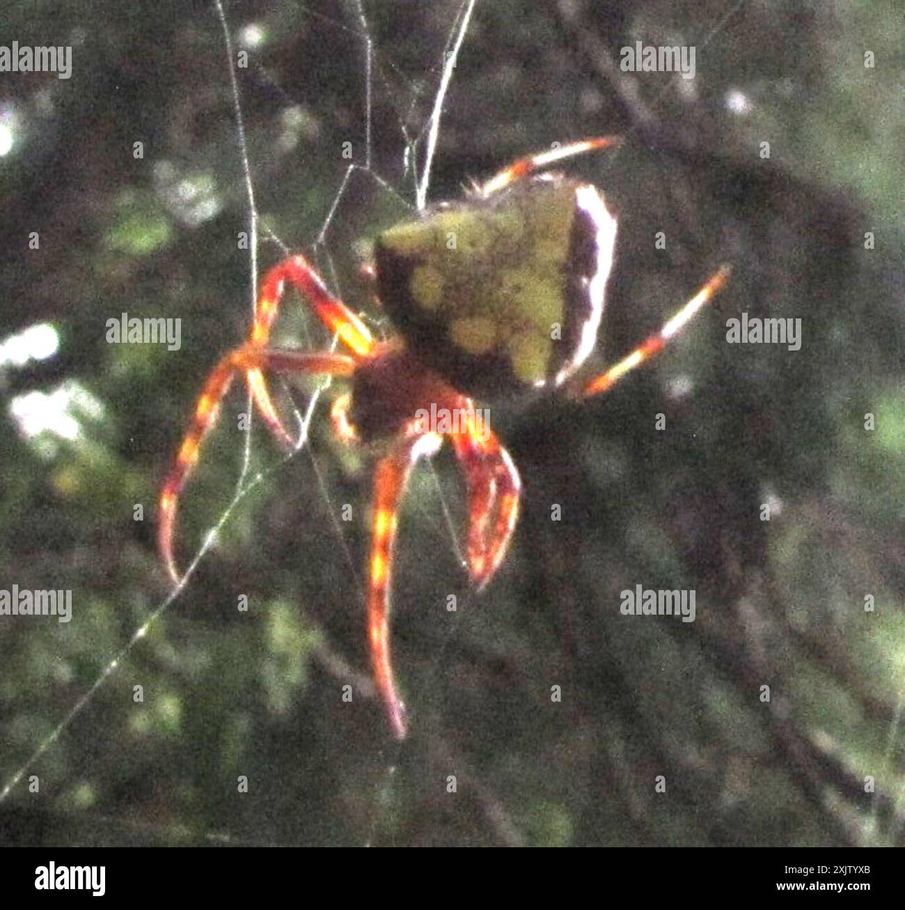 Arrowhead Orbweaver (Verrucosa arenata) Arachnida Stock Photo - Alamy