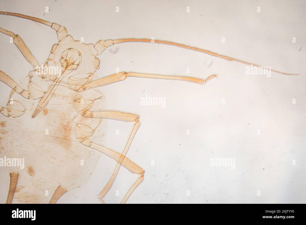 Tupelo-blackjack Aphid (Aphis coreopsidis) Insecta Stock Photo - Alamy