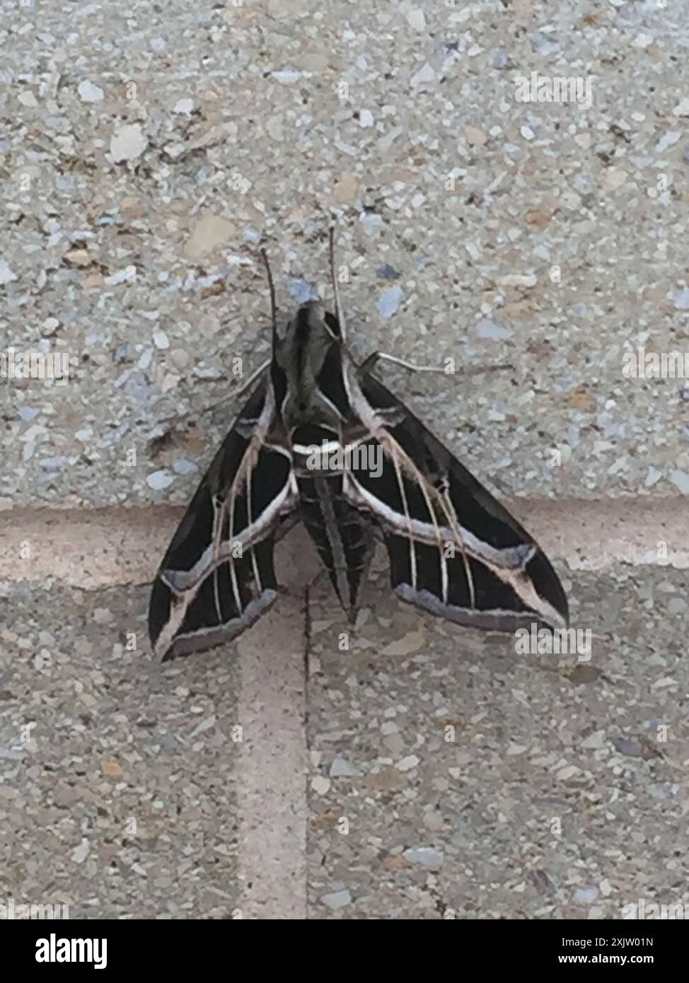Vine Sphinx (Eumorpha vitis) Insecta Stock Photo - Alamy