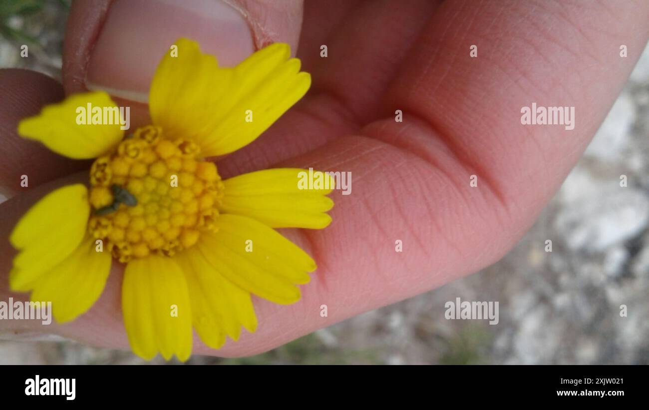 Stemmy Four-nerved Daisy (Tetraneuris scaposa) Plantae Stock Photo - Alamy