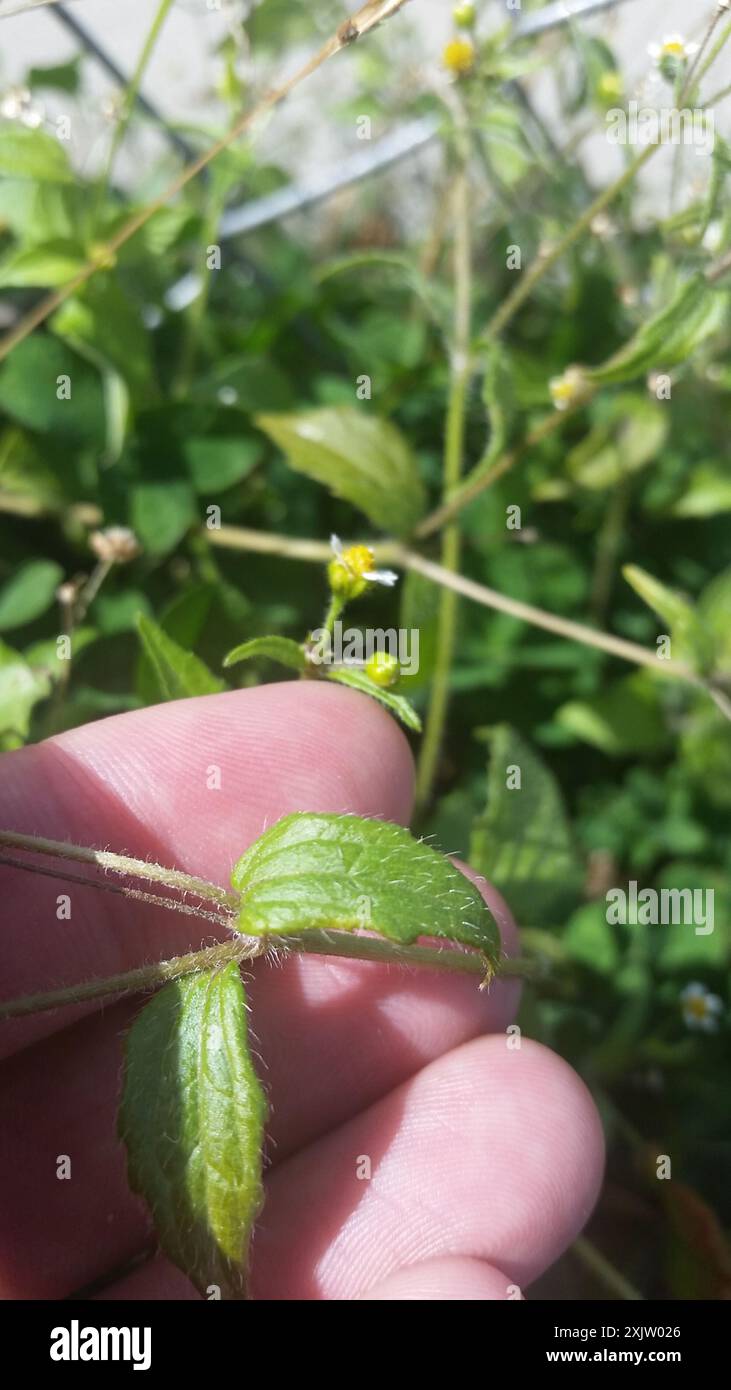 Gallant Soldier (Galinsoga parviflora) Plantae Stock Photo - Alamy