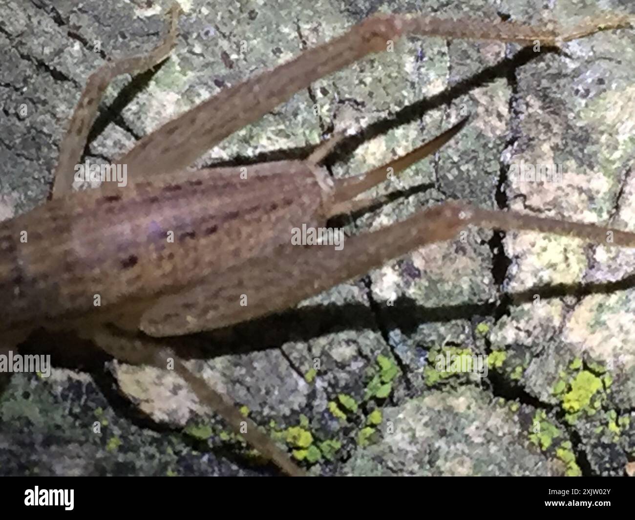Camel Crickets, Cave Crickets, and Cave Wēta (Rhaphidophoridae) Insecta ...