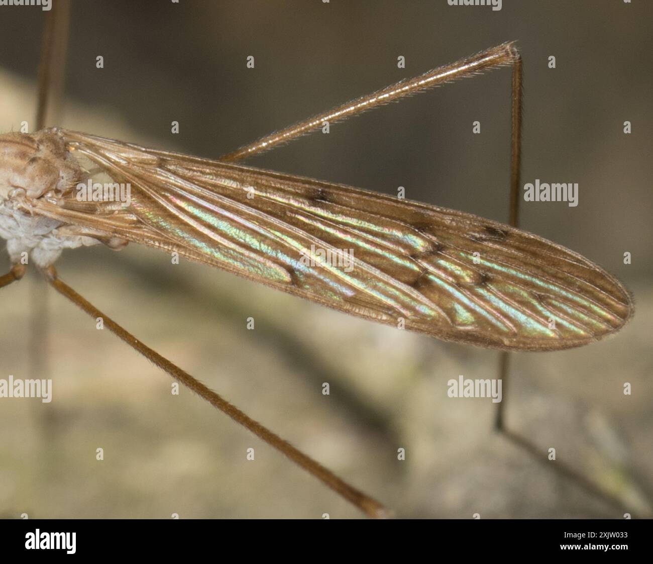 Typical Crane Flies (Tipuloidea) Insecta Stock Photo - Alamy