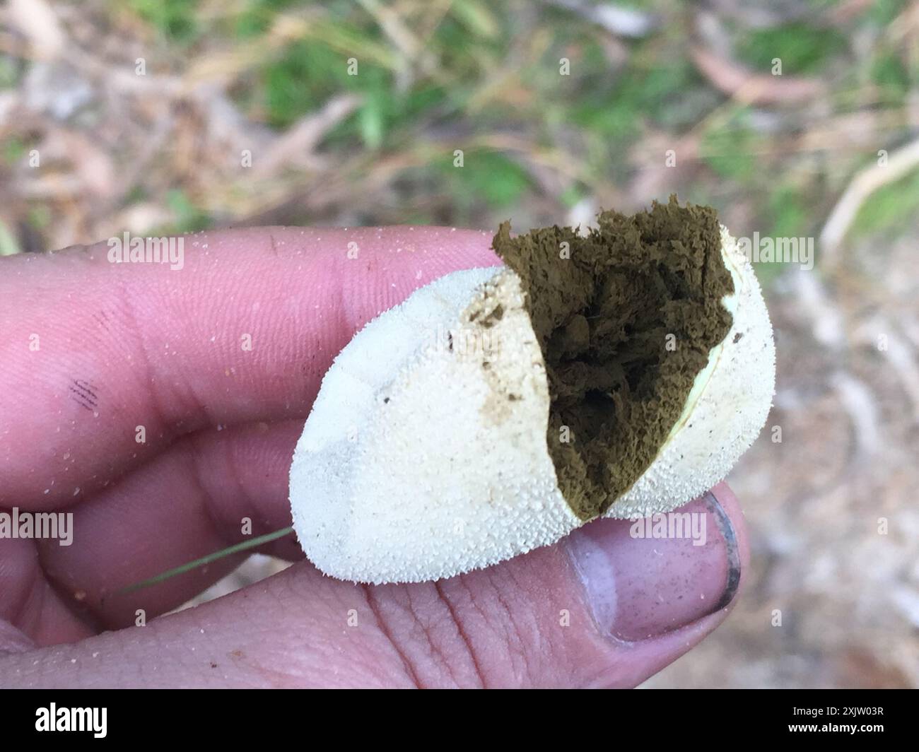 puffballs (Lycoperdaceae) Fungi Stock Photo - Alamy