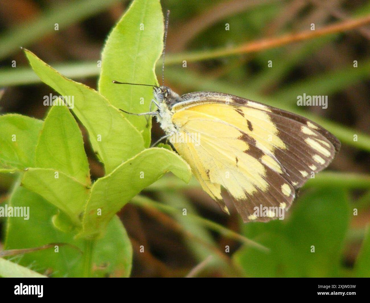 African Common White (Belenois creona severina) Insecta Stock Photo - Alamy