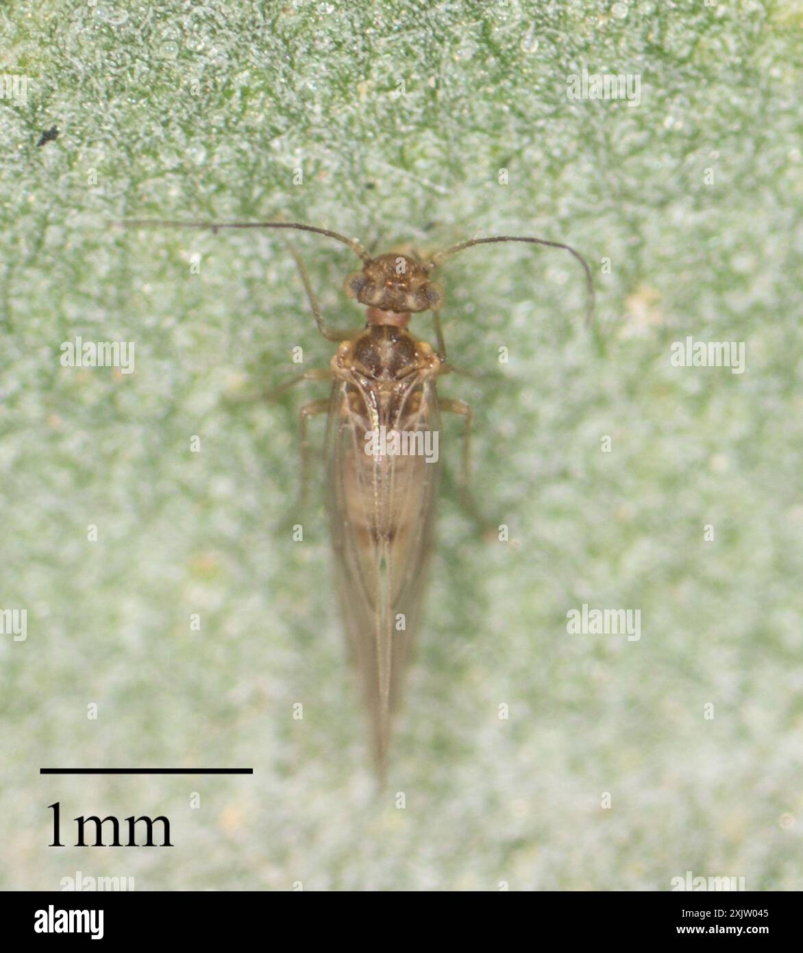 Barklice, Booklice, and Parasitic Lice (Psocodea) Insecta Stock Photo ...