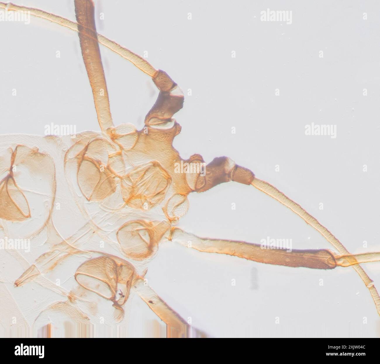 Onion Aphid (Neotoxoptera formosana) Insecta Stock Photo - Alamy