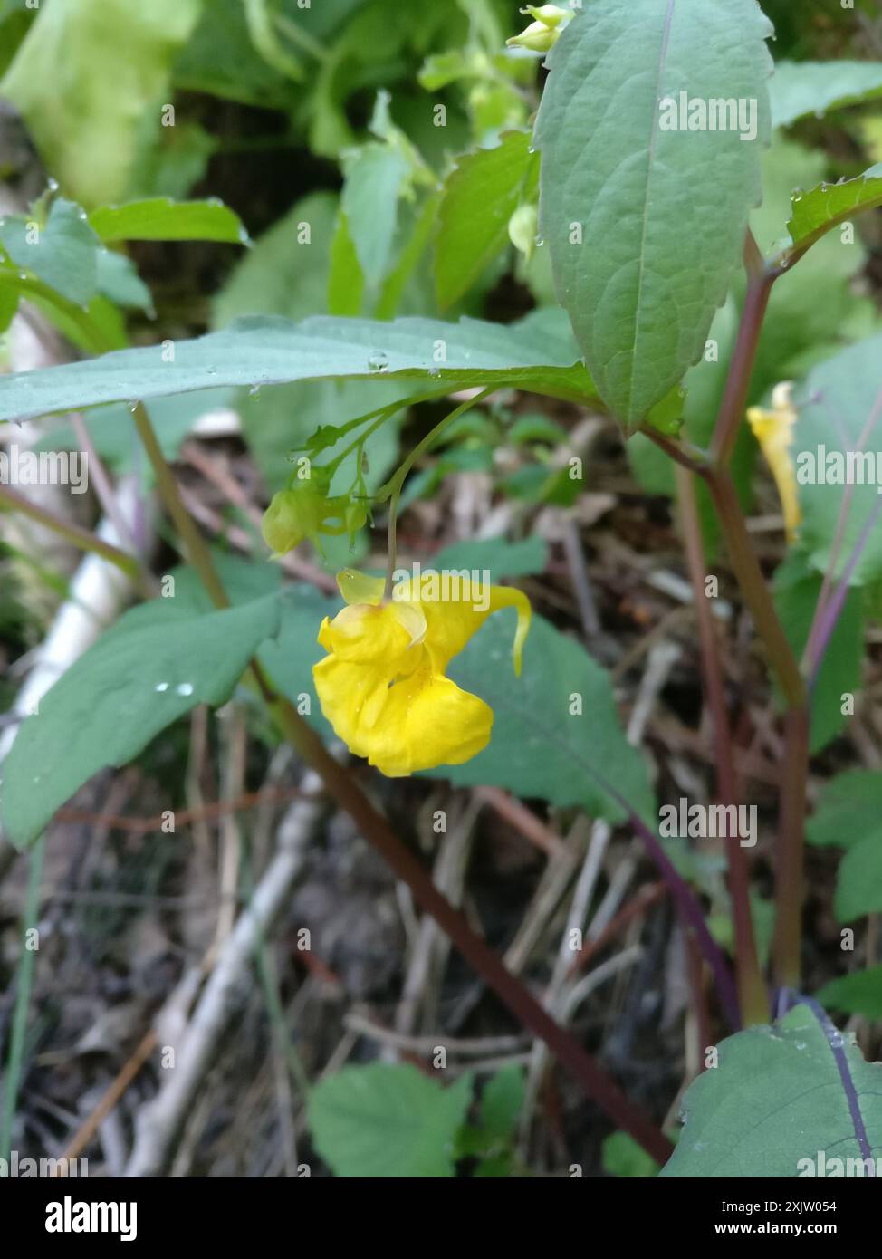 Touch-me-not Balsam (Impatiens noli-tangere) Plantae Stock Photo - Alamy