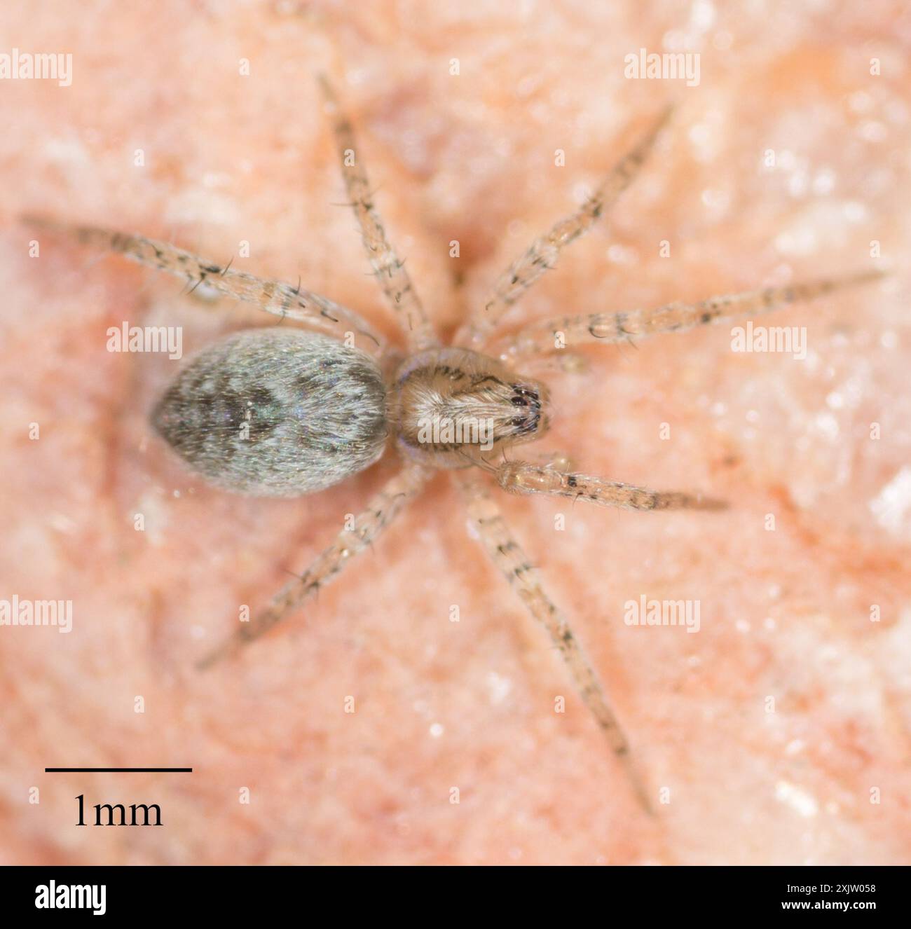 Ghost Spiders (Anyphaenidae) Arachnida Stock Photo - Alamy