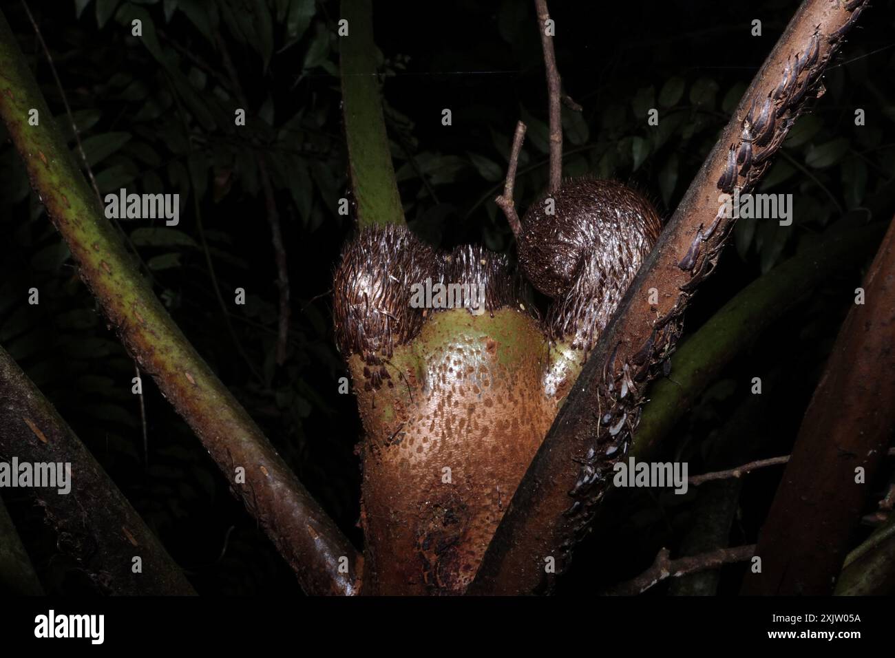 scaly tree ferns (Cyatheaceae) Plantae Stock Photo - Alamy