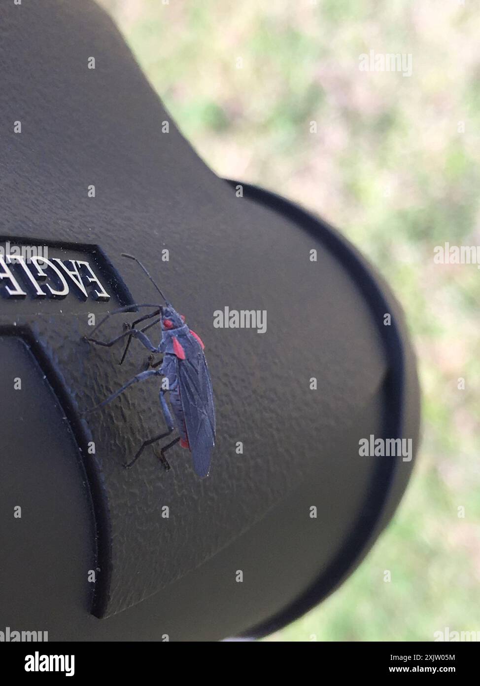 Red-shouldered Bug (Jadera haematoloma) Insecta Stock Photo - Alamy