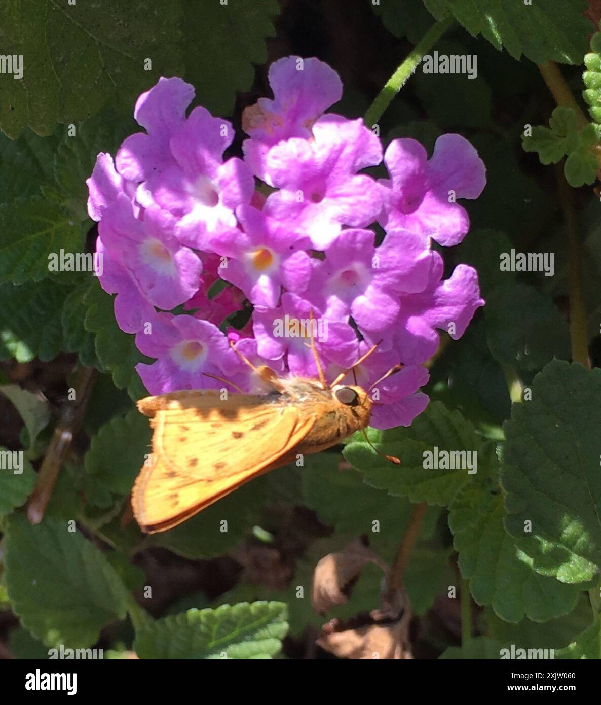 Fiery Skipper (Hylephila phyleus) Insecta Stock Photo - Alamy