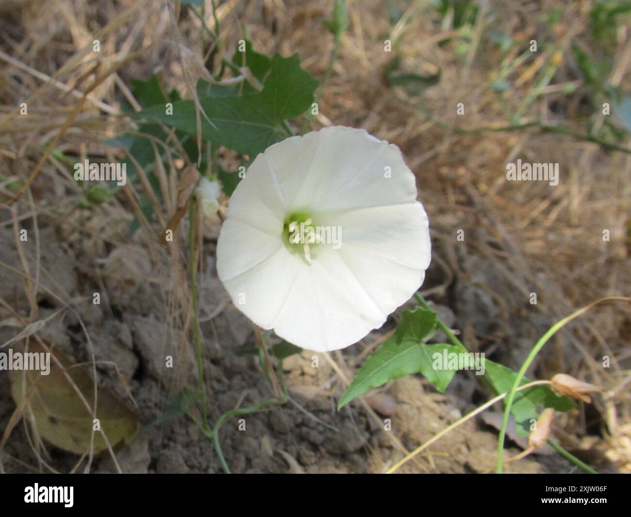 false bindweeds (Calystegia) Plantae Stock Photo - Alamy