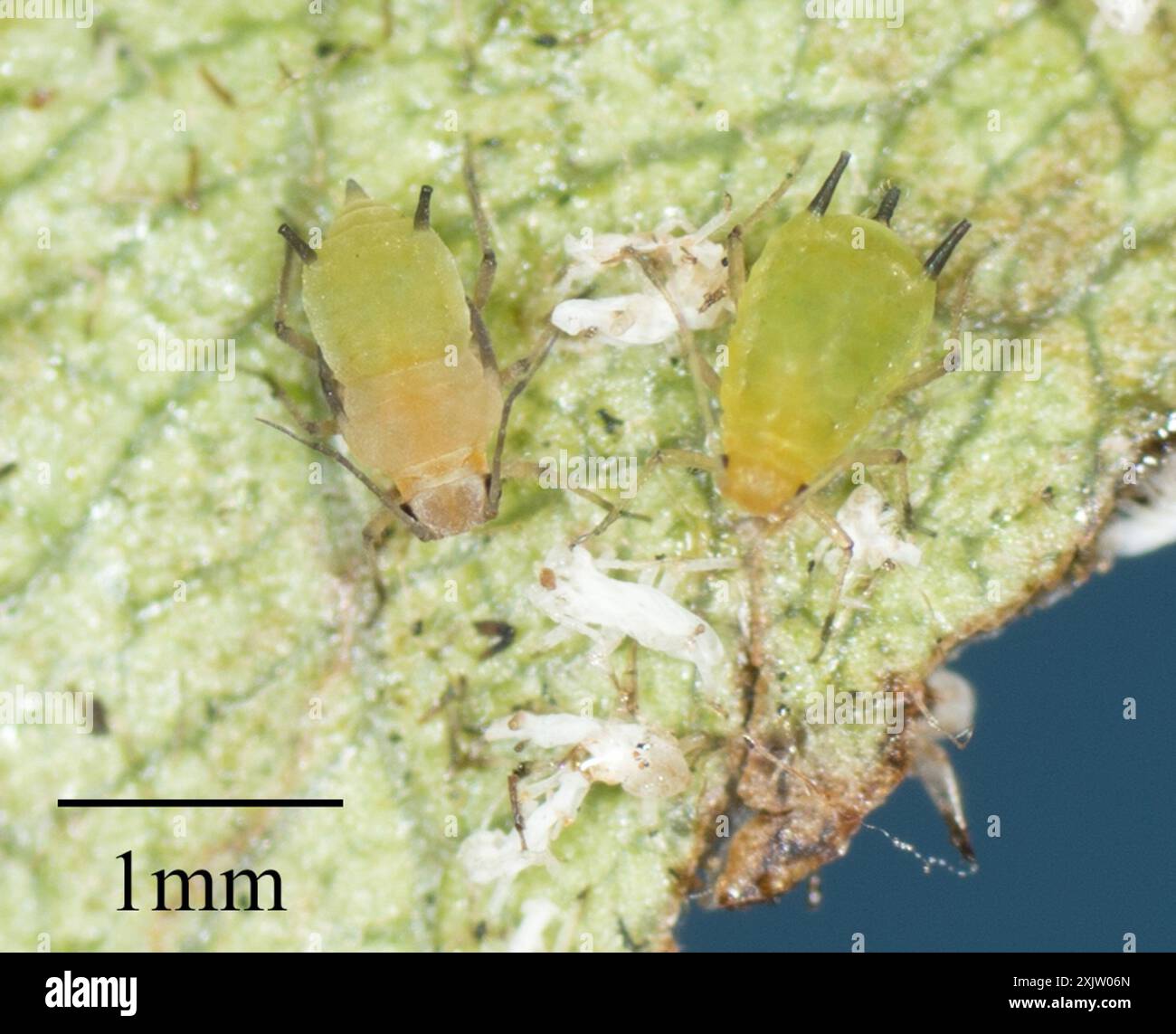 Spiraea Aphid (Aphis spiraecola) Insecta Stock Photo - Alamy