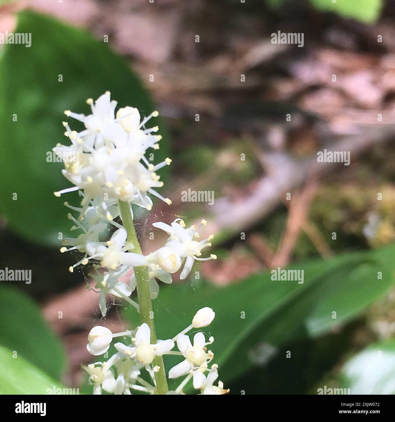 Canada mayflower (Maianthemum canadense) Plantae Stock Photo - Alamy